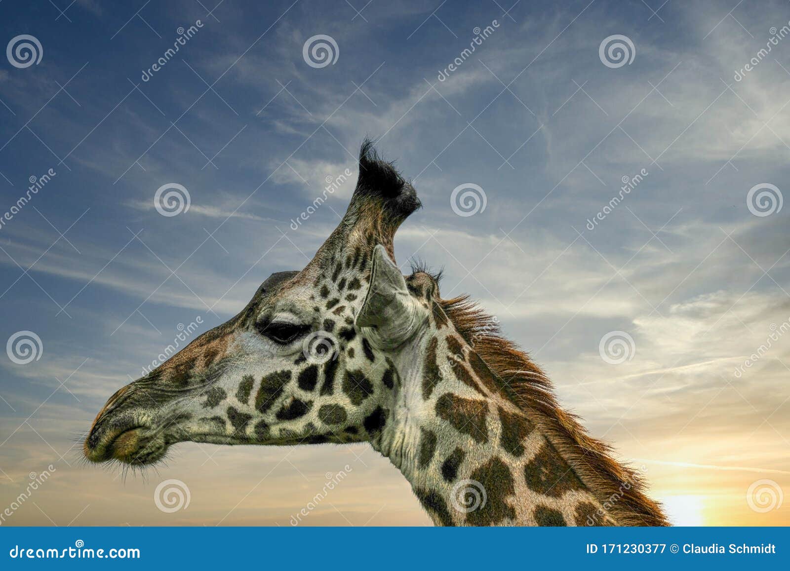 Grumpy Giraffe Head Close-up Stock Image - Image of giraffes, freedom ...