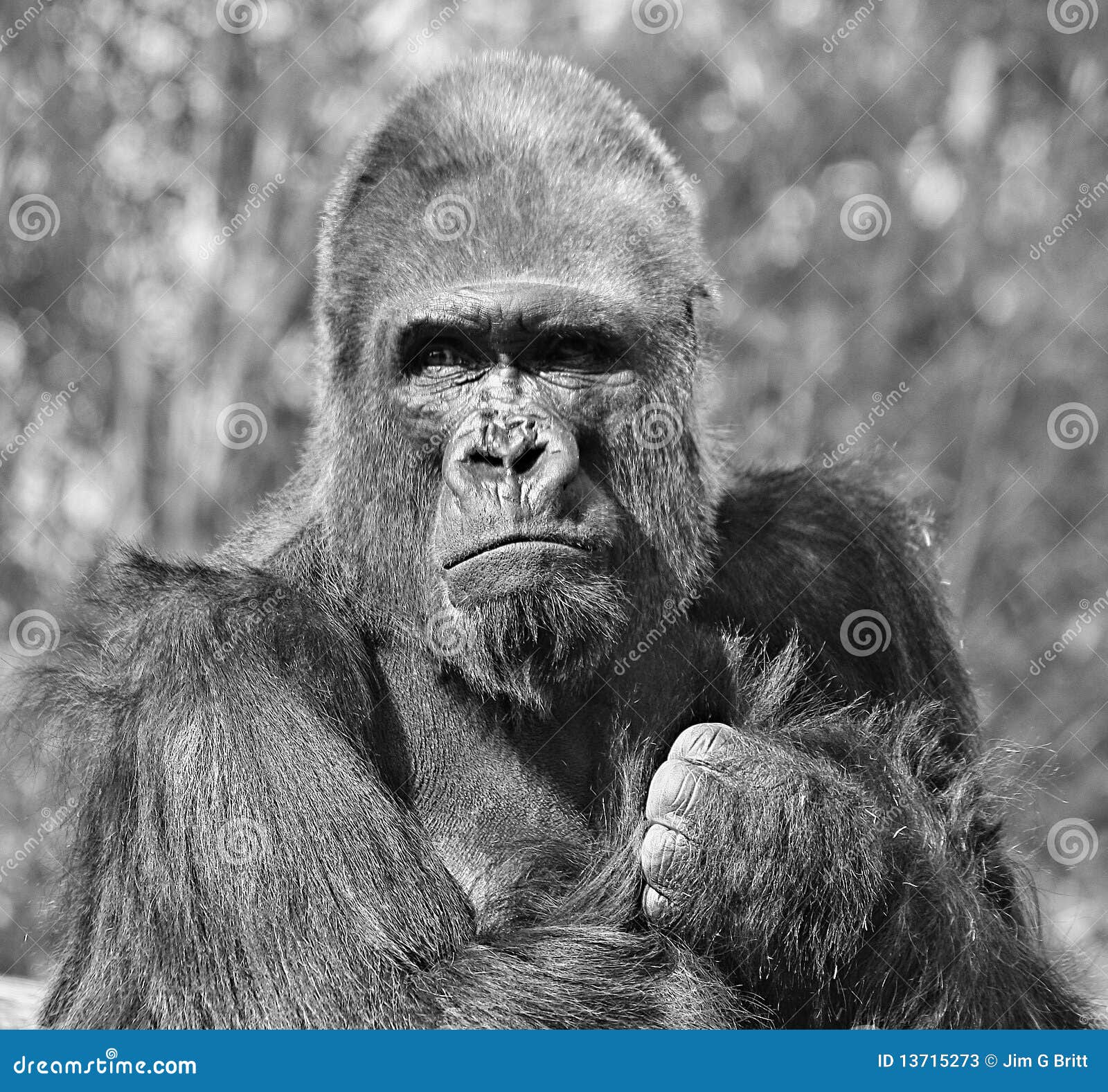 Grumpy Gorilla stock image. Image of furry, white, intimidate - 13715273