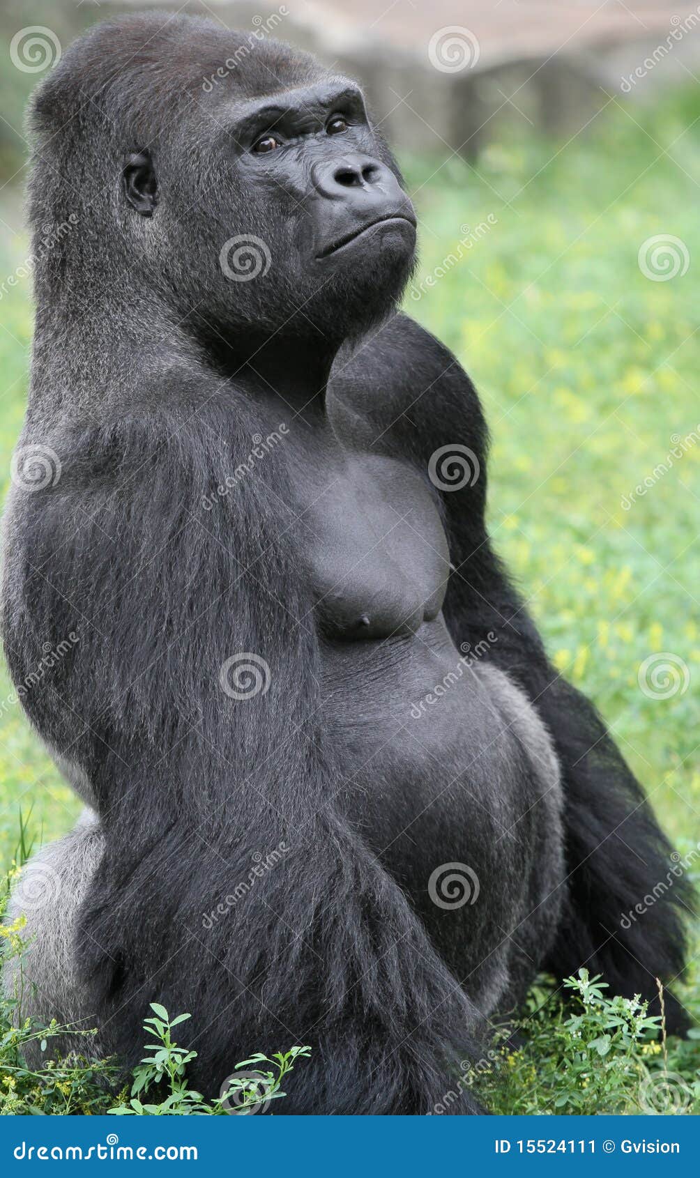 Grumpy Gorilla Stock Image - Image: 15524111