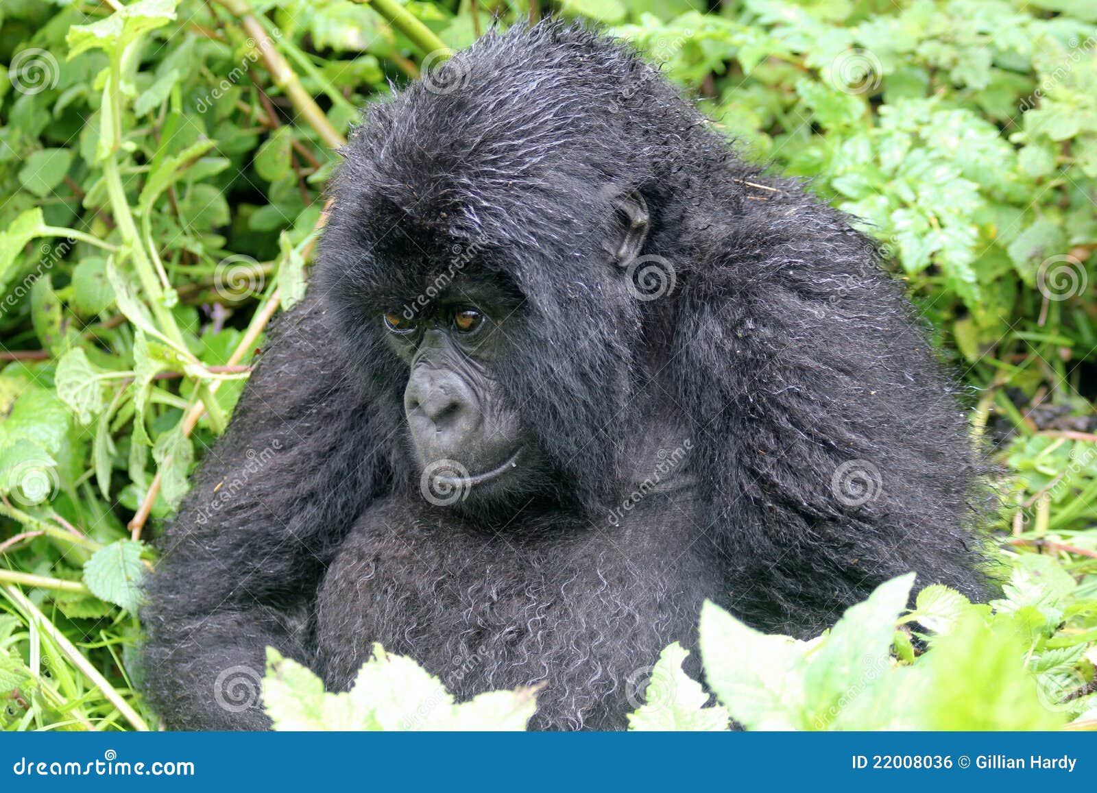 Grumpy Gorilla stock photo. Image of bamboo, animal, look - 22008036