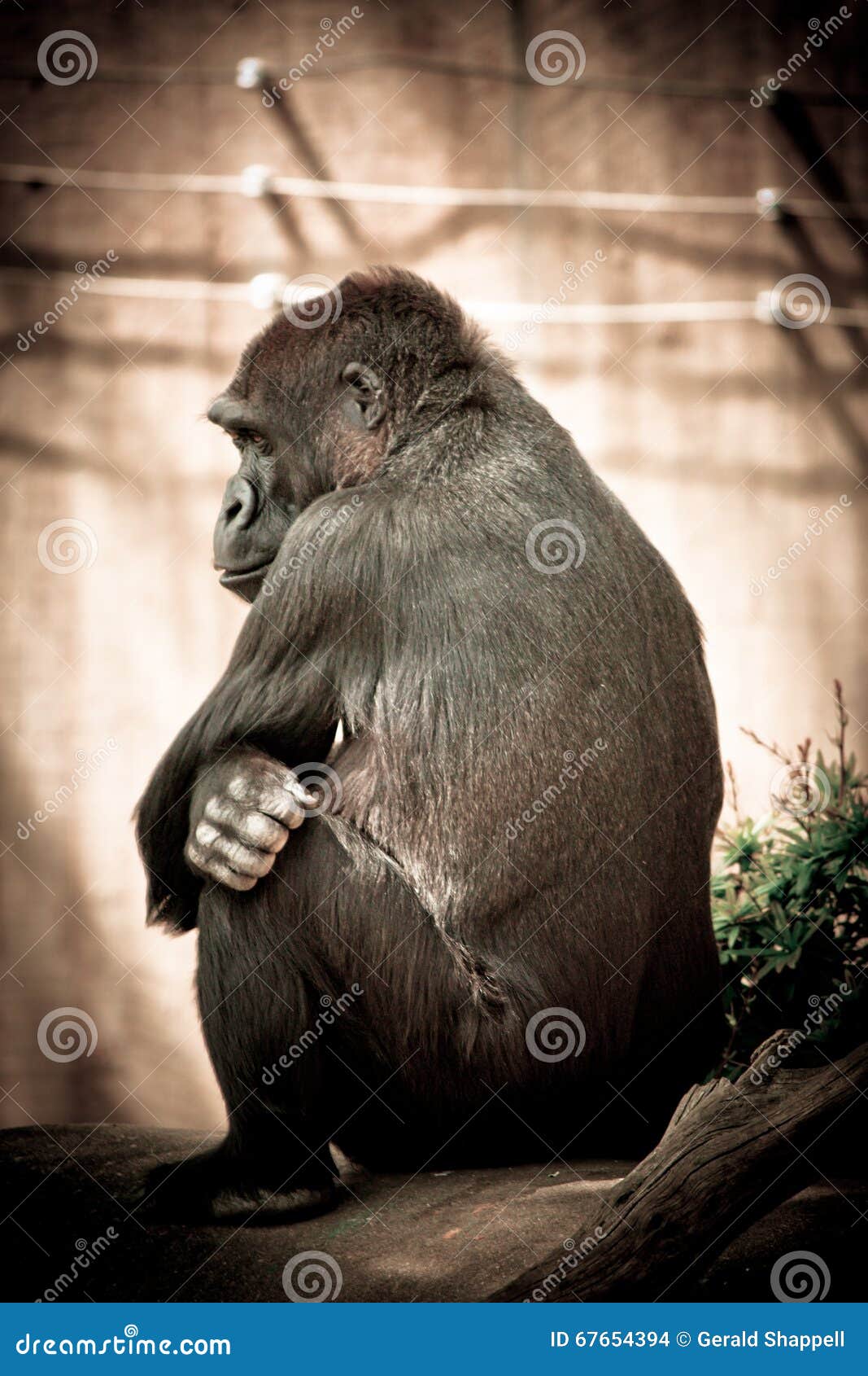 Grumpy gorilla stock photo. Image of alone, sitting, grumpy - 67654394
