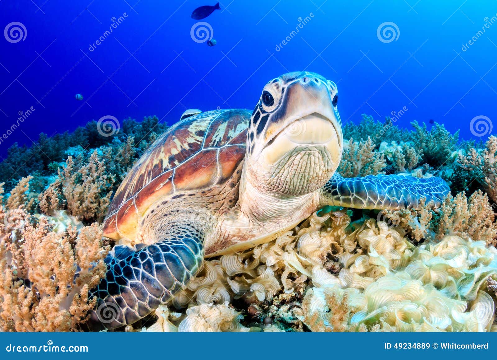 Grumpy Green Turtle stock image. Image of blue, endangered - 49234889