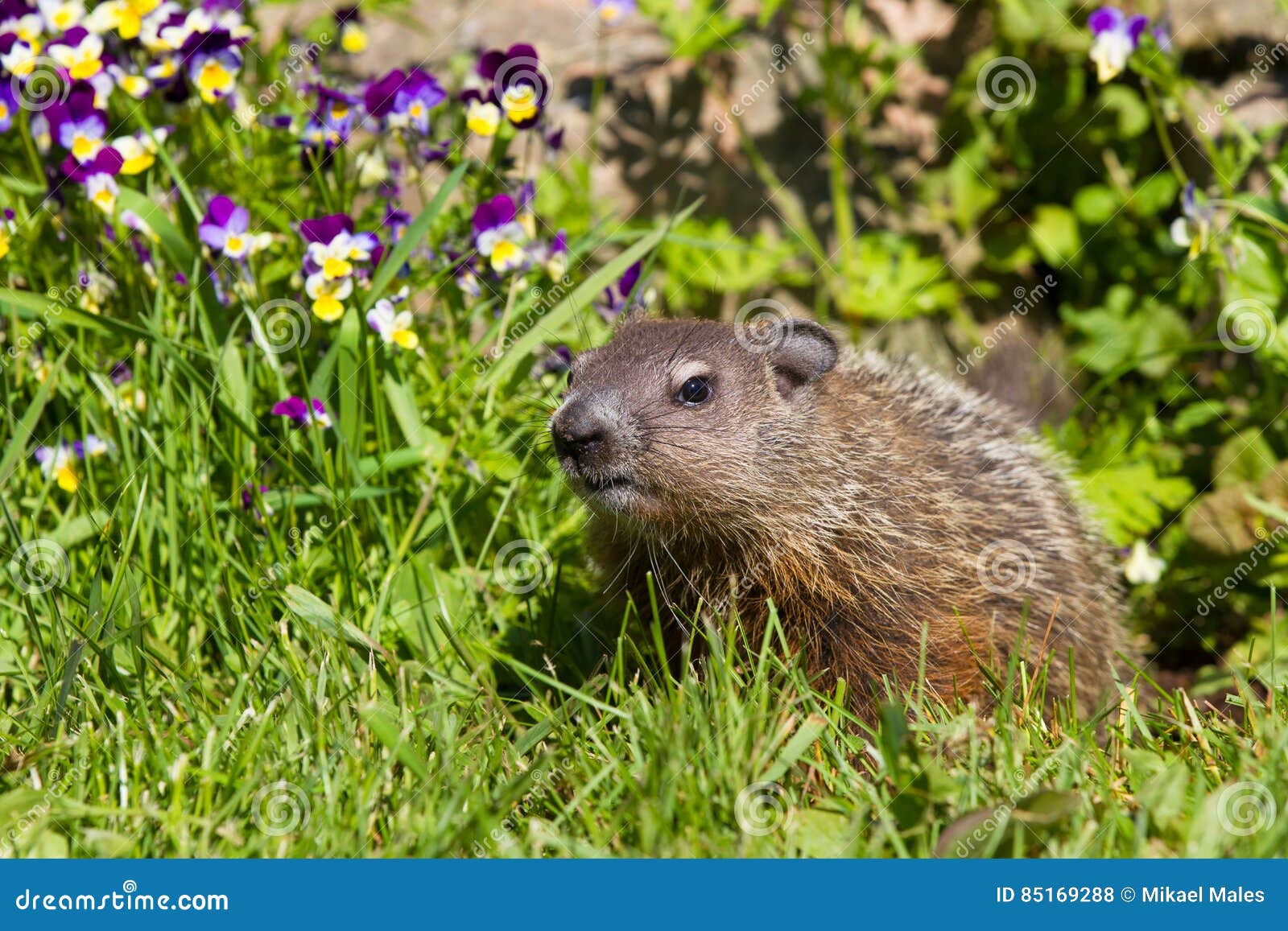 Grumpy groundhog stock photo. Image of rodent, grumpy - 85169288