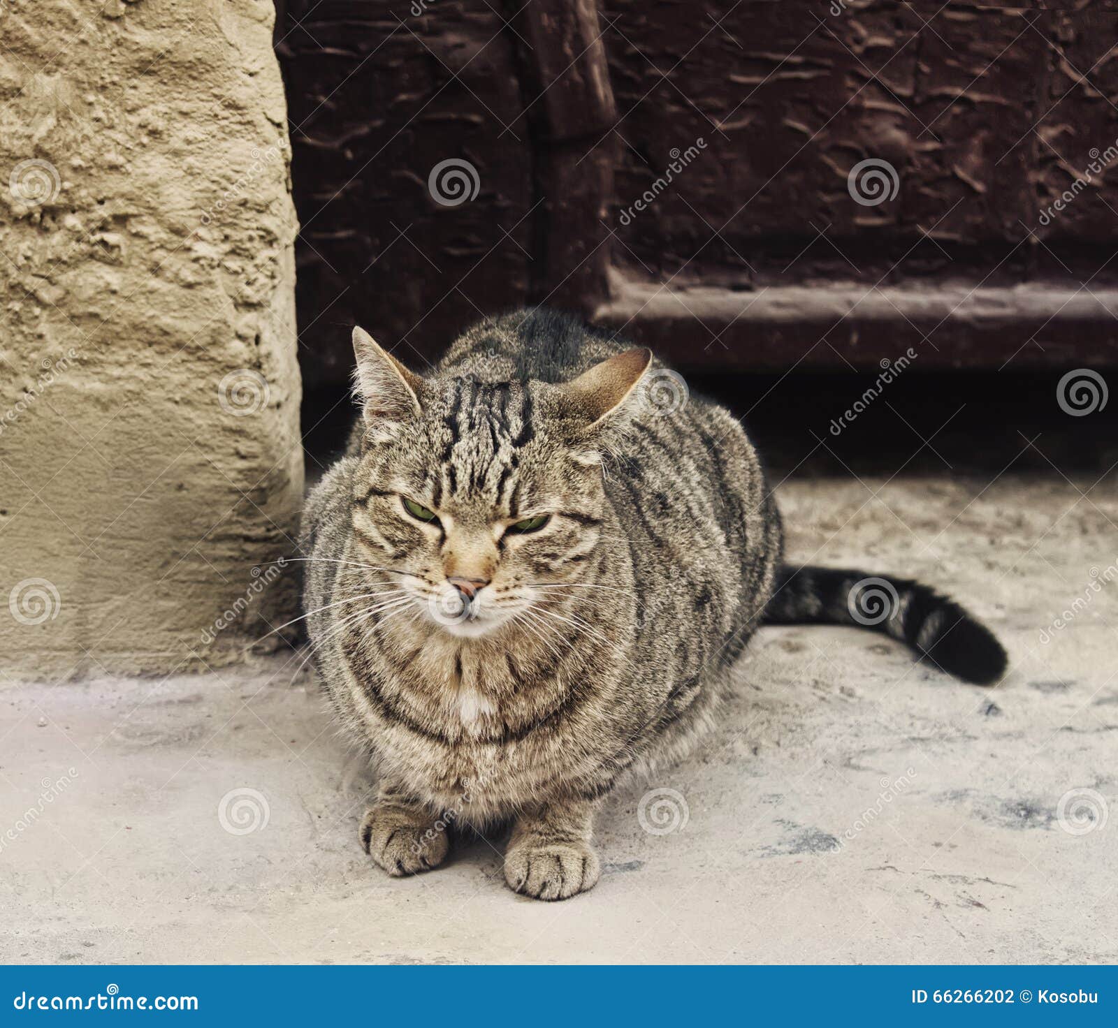 Grumpy homeless gray cat stock photo. Image of discontented - 66266202