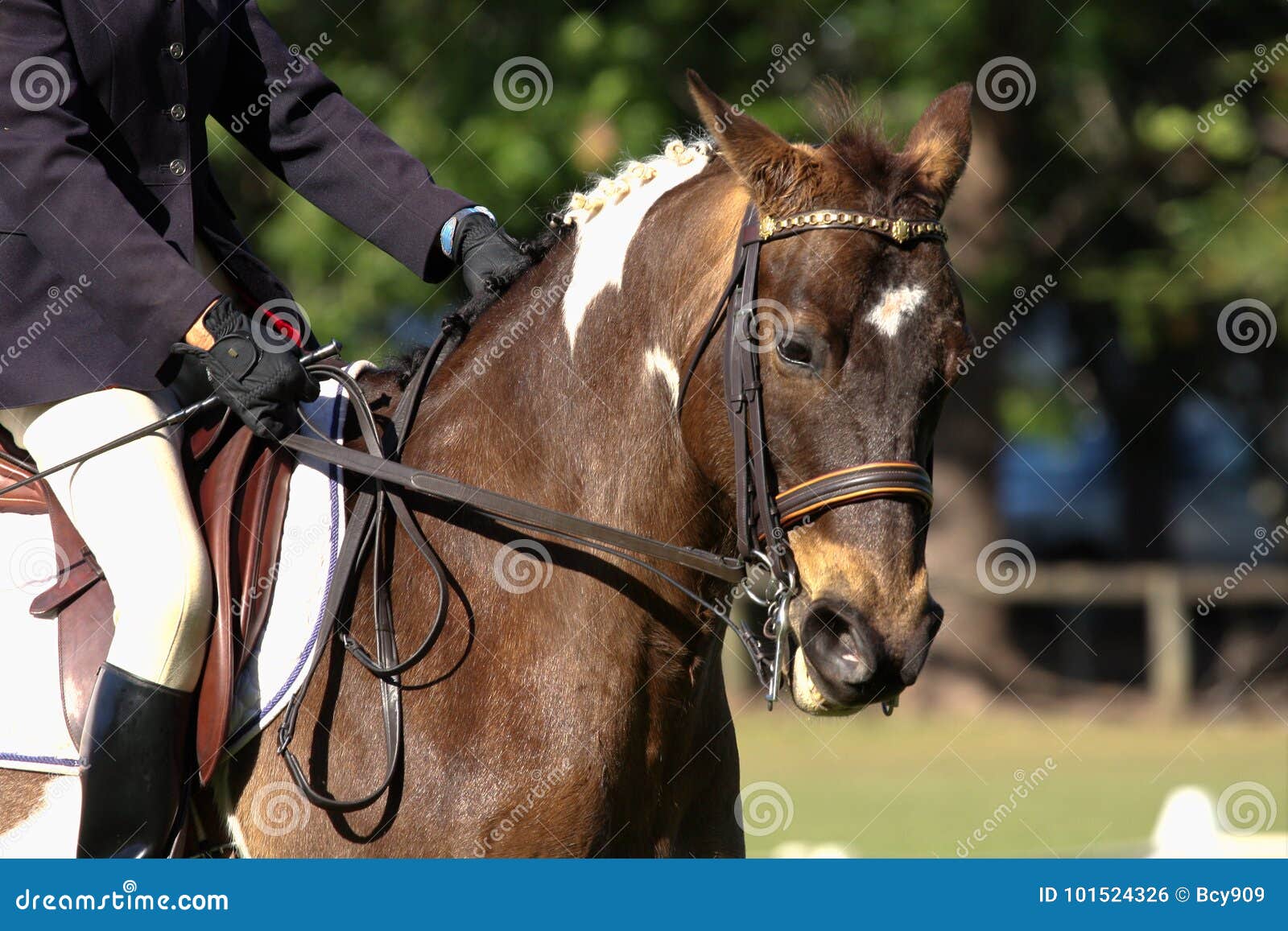 Grumpy horse editorial photo. Image of mane, champion - 101524326