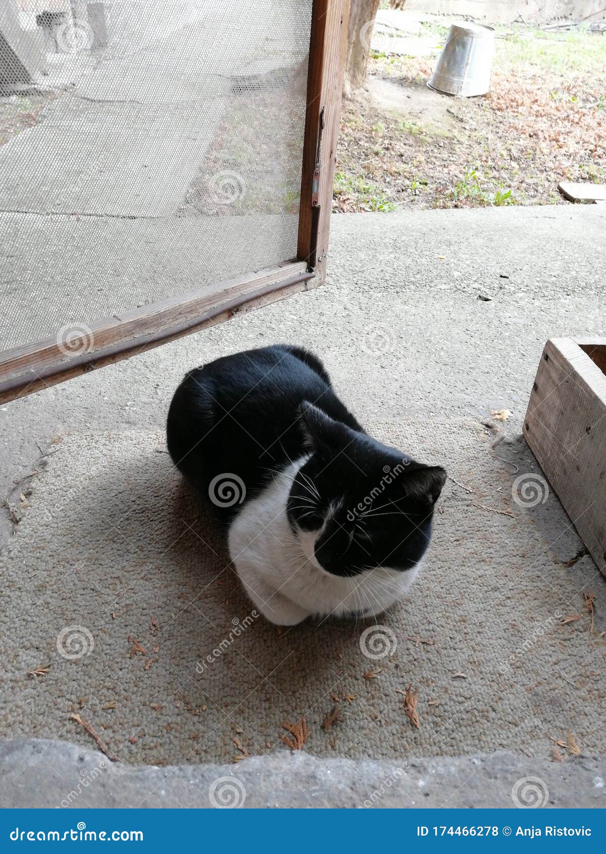 Grumpy hungry cat stock photo. Image of white, belgrade - 174466278