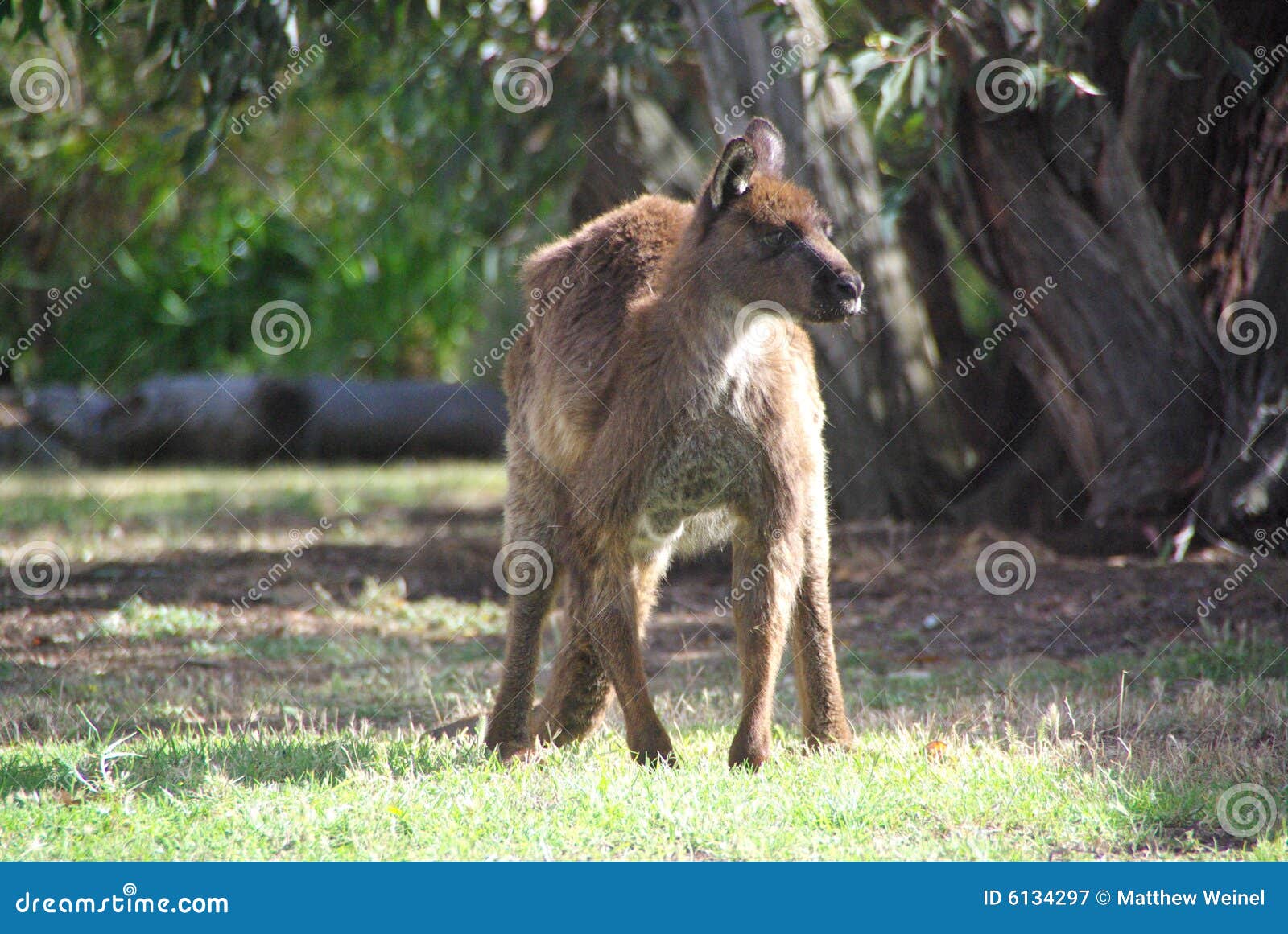Grumpy Kangaroo Crouching stock image. Image of island - 6134297