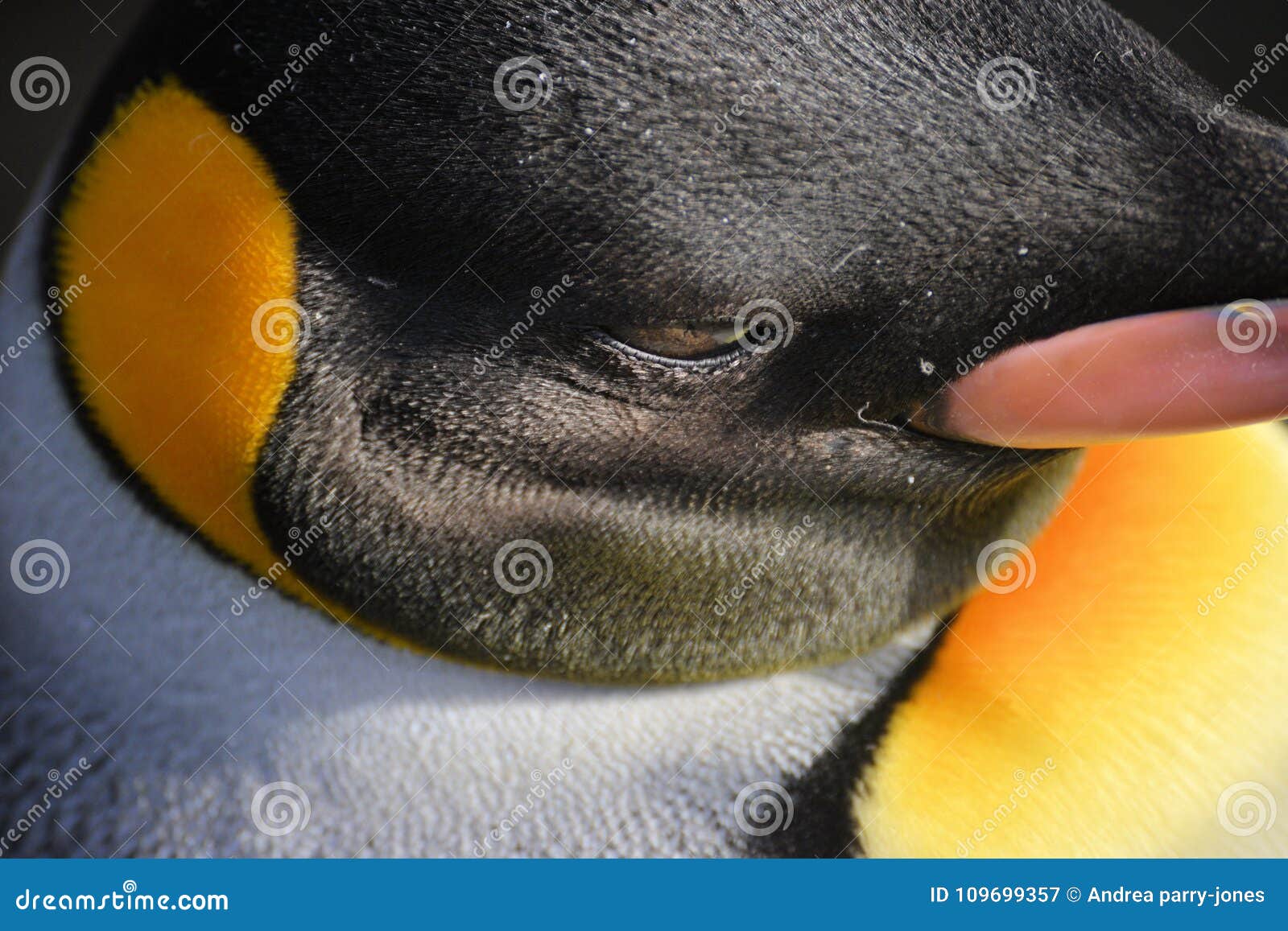 Grumpy king penguin stock image. Image of camera, cocking - 109699357