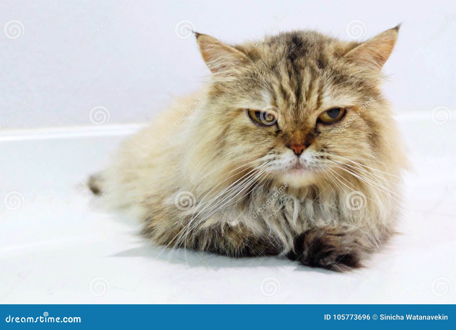 Grumpy kitty stock photo. Image of bright, white, animal - 105773696