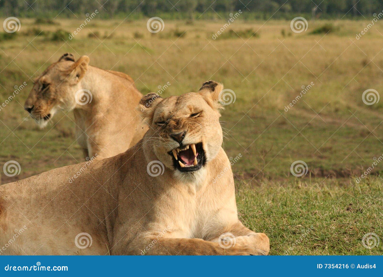 Grumpy Lion stock photo. Image of fangs, animal, nature - 7354216