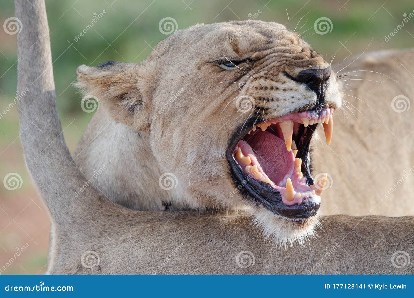 Grumpy lioness in Kruger stock image. Image of national - 177128141