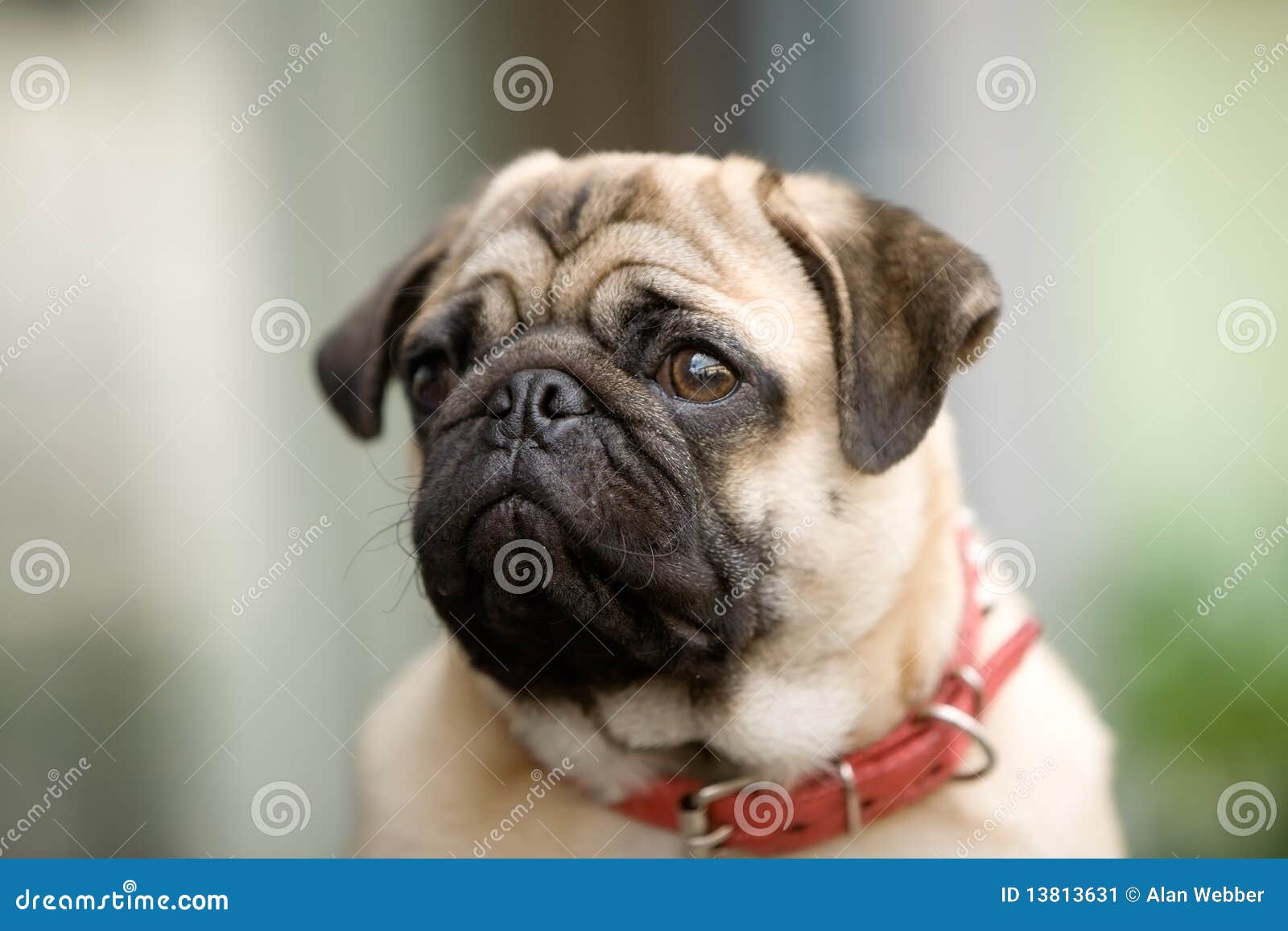 Grumpy little dog stock image. Image of animal, puppy - 13813631