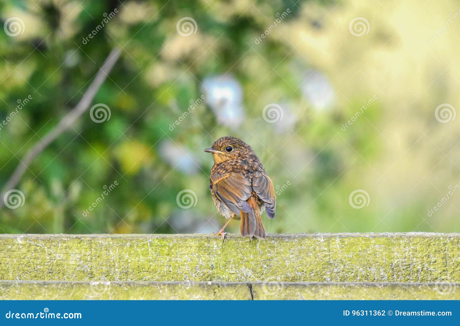 Grumpy Little Robin stock photo. Image of grumpy, chick - 96311362