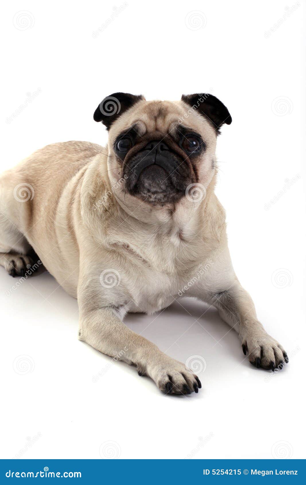 Grumpy Look stock image. Image of friendly, eyes, background - 5254215