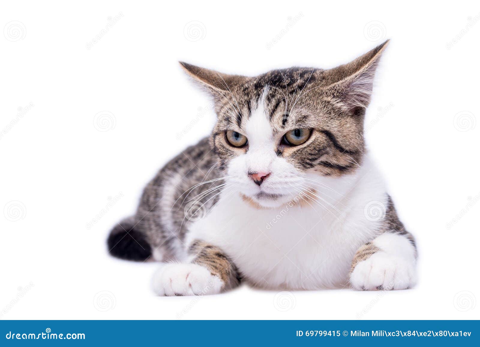 A Grumpy Looking Tabby Cat Stock Photography | CartoonDealer.com #34736954