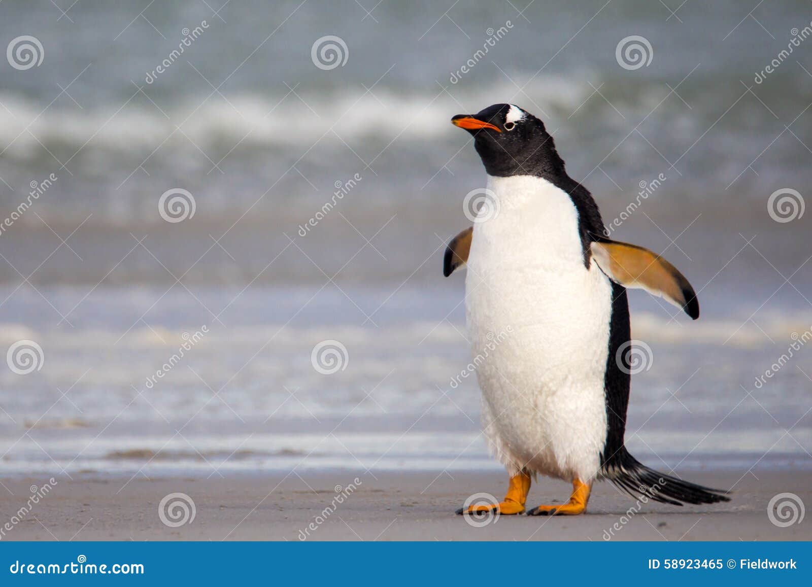 Grumpy Looking Gentoo Penguin. Falkland Islands. Stock Image - Image of ...