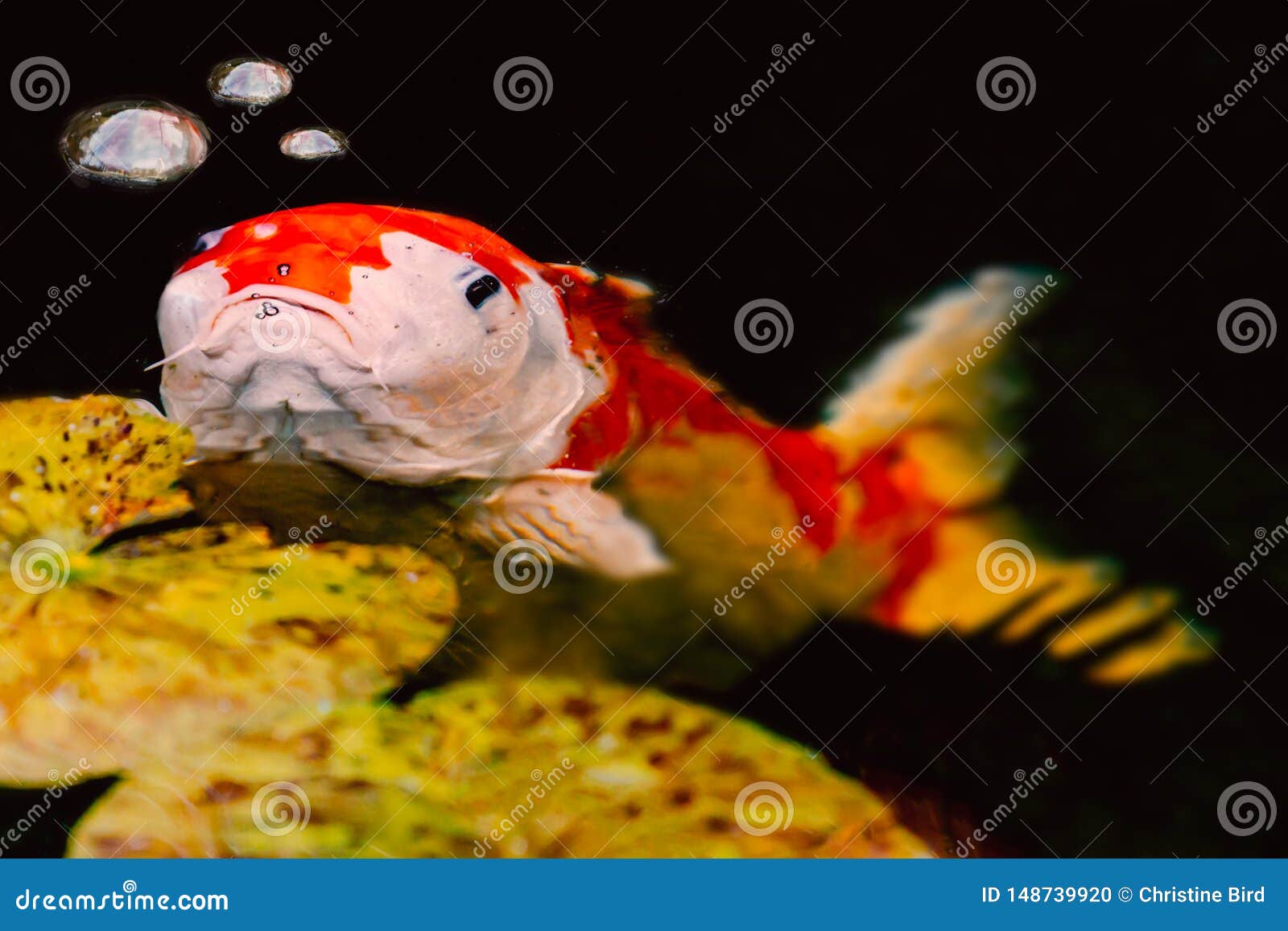 Grumpy Looking Large Koi Carp Fish with Three Bubbles of Water Stock ...
