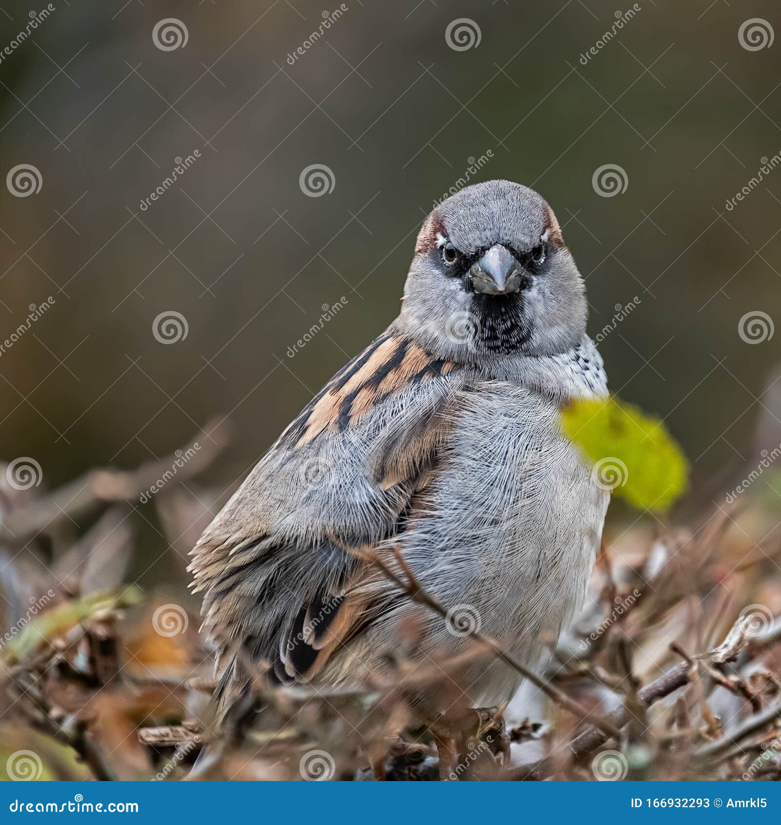 Grumpy Looking Little Sparrow Stock Image - Image of little, branch ...