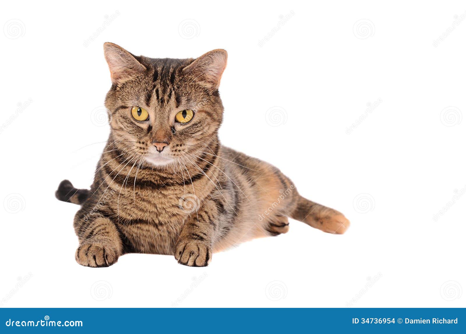 A Grumpy Looking Tabby Cat stock photo. Image of sweet - 34736954
