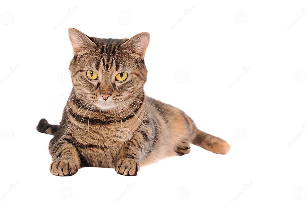A Grumpy Looking Tabby Cat stock photo. Image of sweet - 34736954