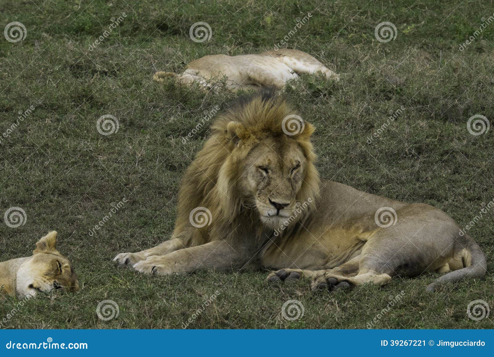 Grumpy Male Lion in Serengeti Stock Image - Image of nature, five: 39267221