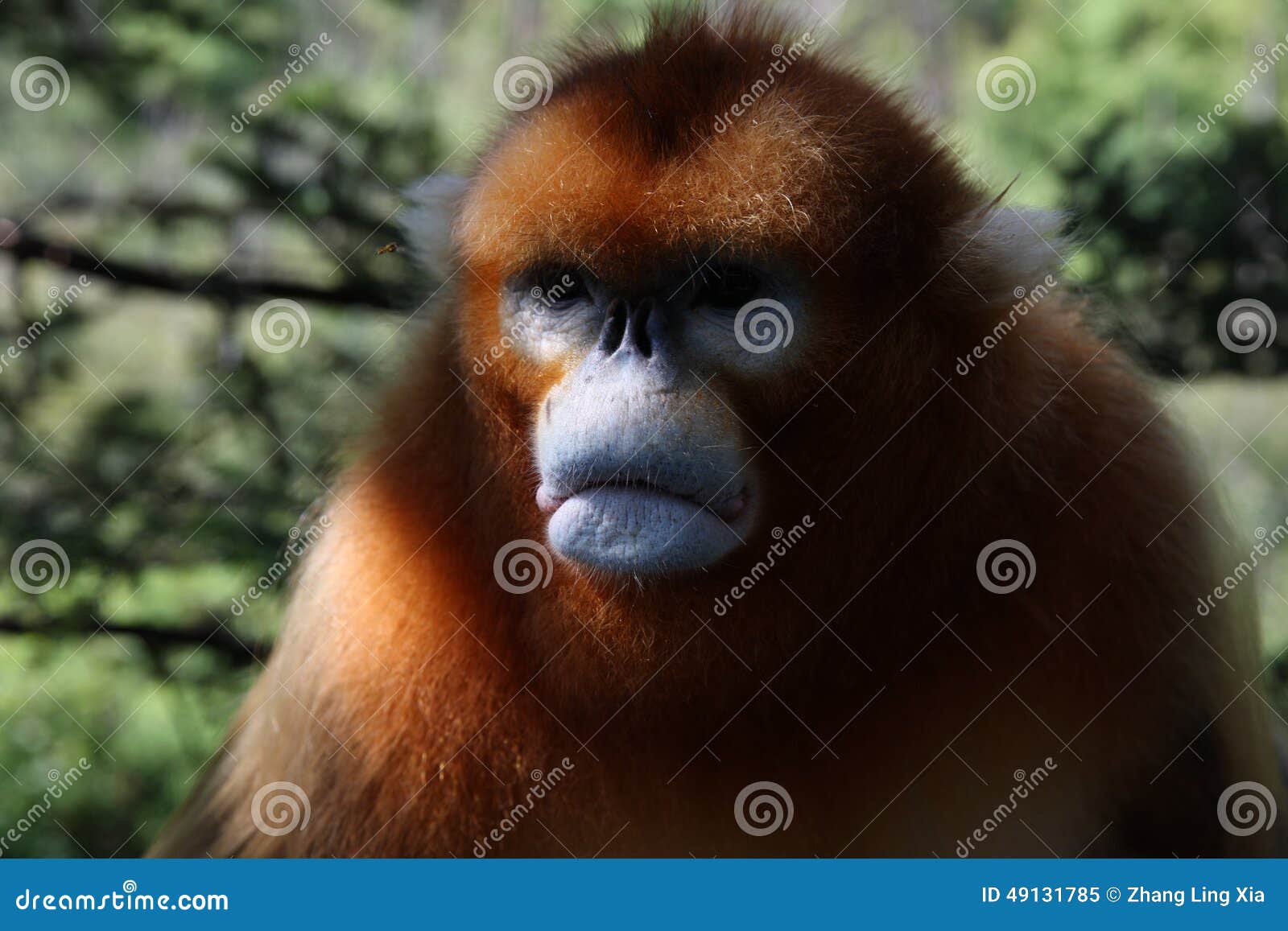 Grumpy Monkey - White-faced Capuchin Lying On Handrail Royalty-Free ...