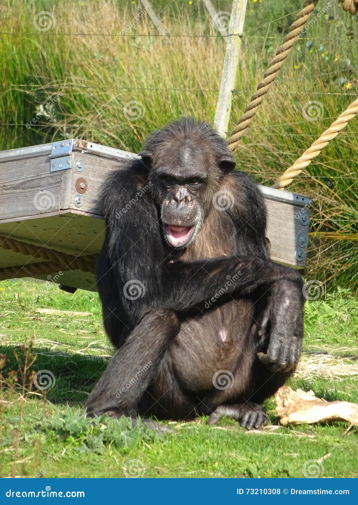 Grumpy monkey stock photo. Image of monkey, grumpy, emmen - 73210308
