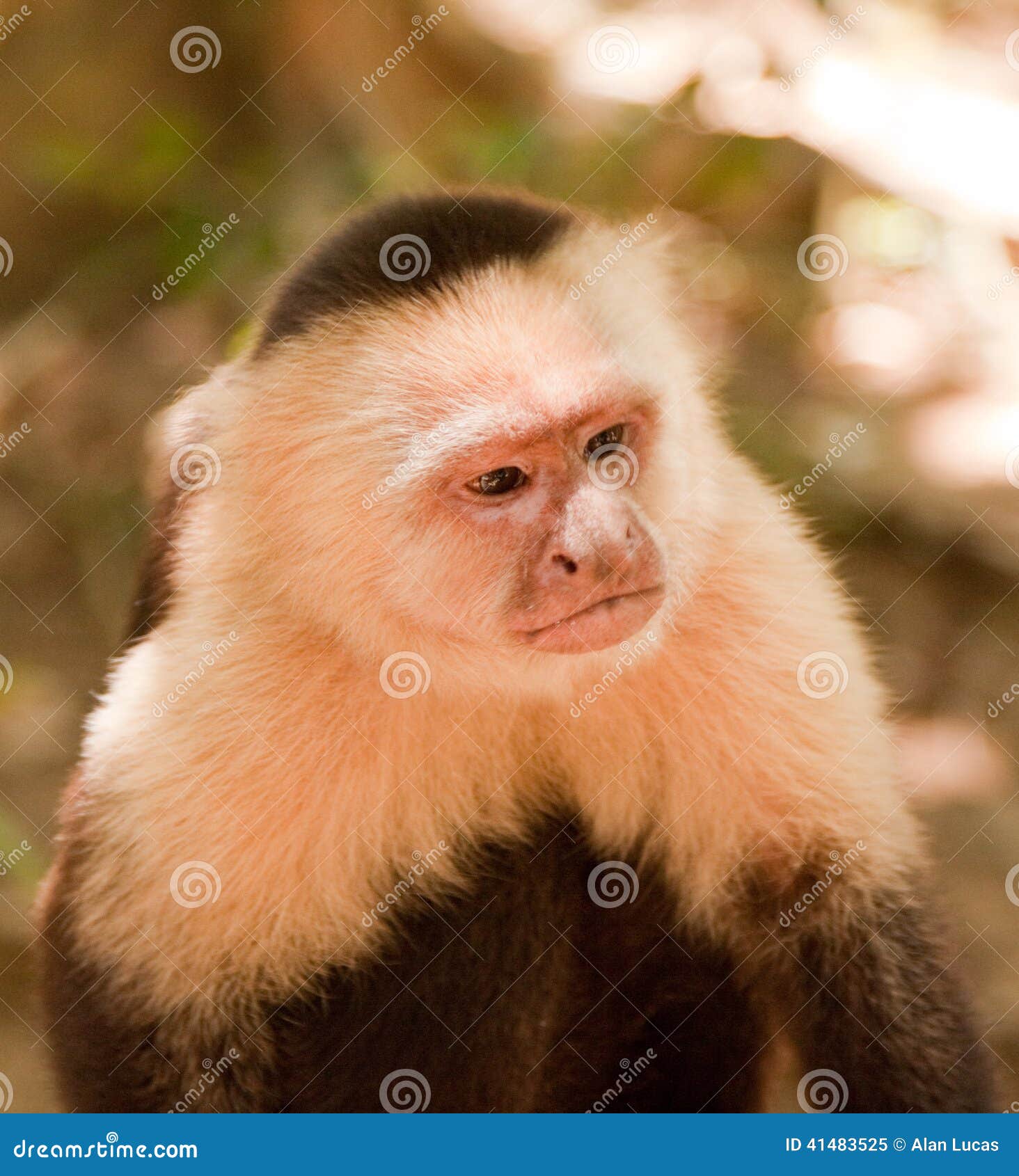 Grumpy Monkey stock image. Image of white, capuchin, black - 41483525