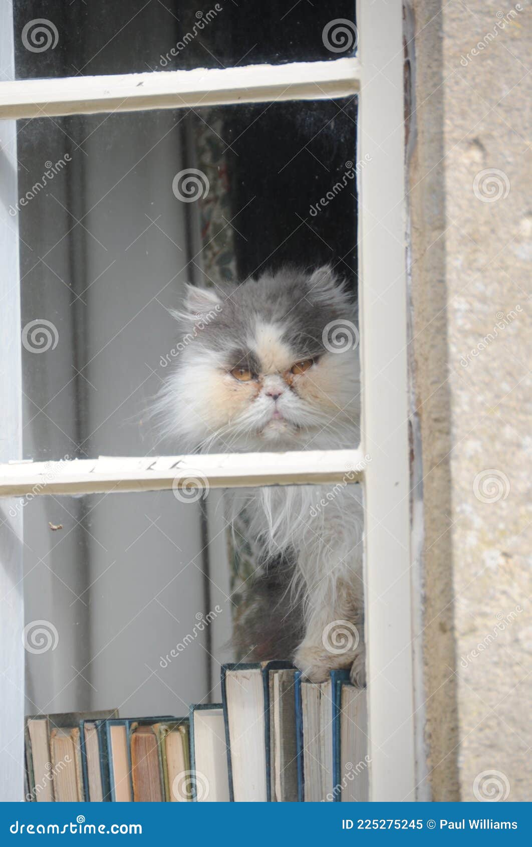 Funny Passed Out Cat