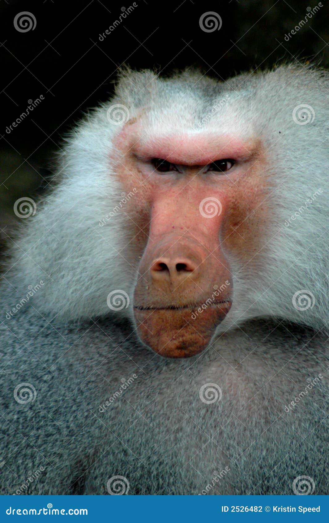 Grumpy Monkey Royalty-Free Stock Photography | CartoonDealer.com #41483525