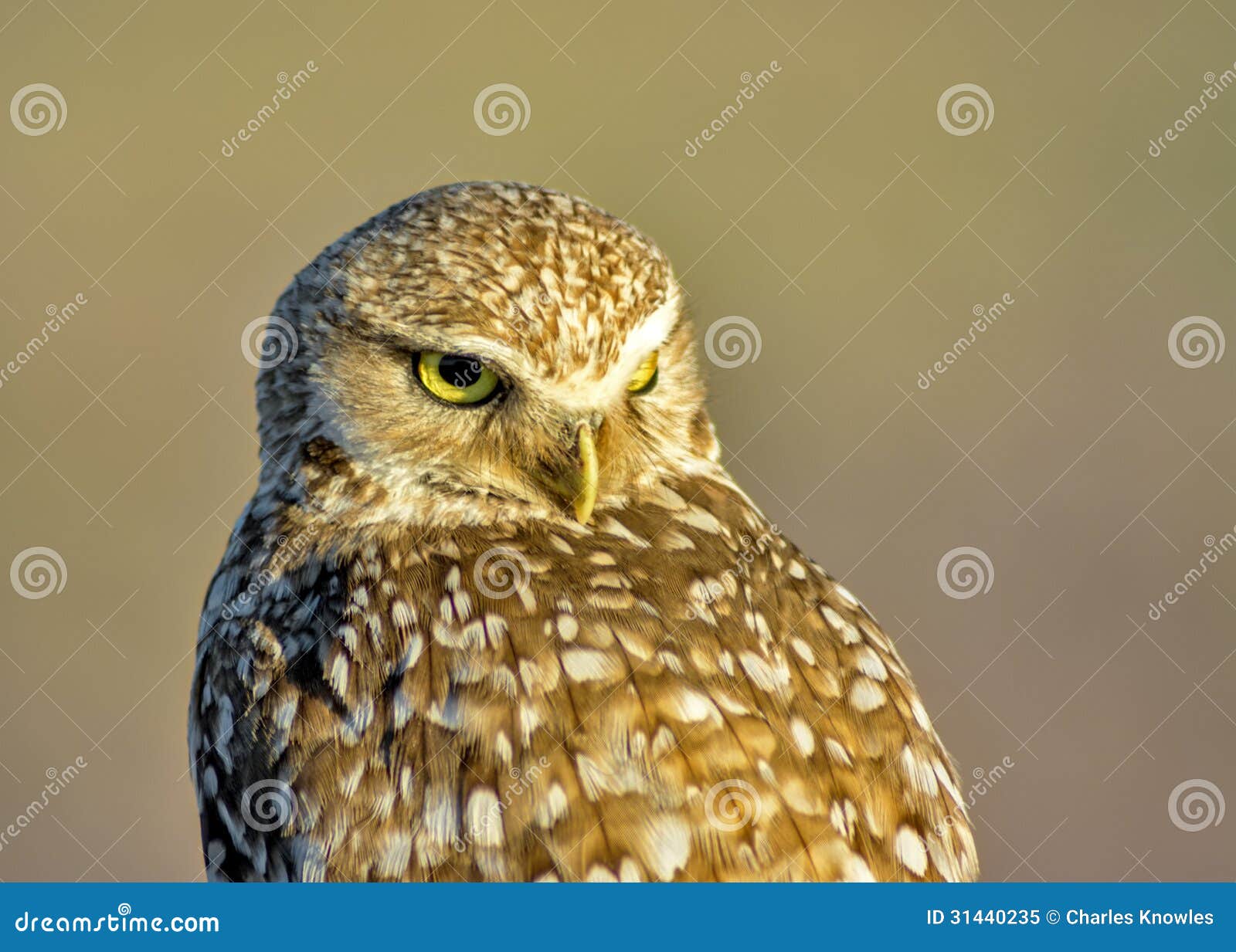 Grumpy Old Owl in the Morning Sunlight Stock Image - Image of nature ...