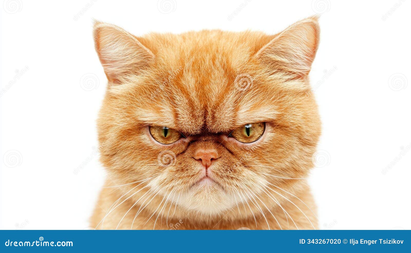 Grumpy Orange Cat on White Background. Dissatisfied Ginger Cat Close-up ...