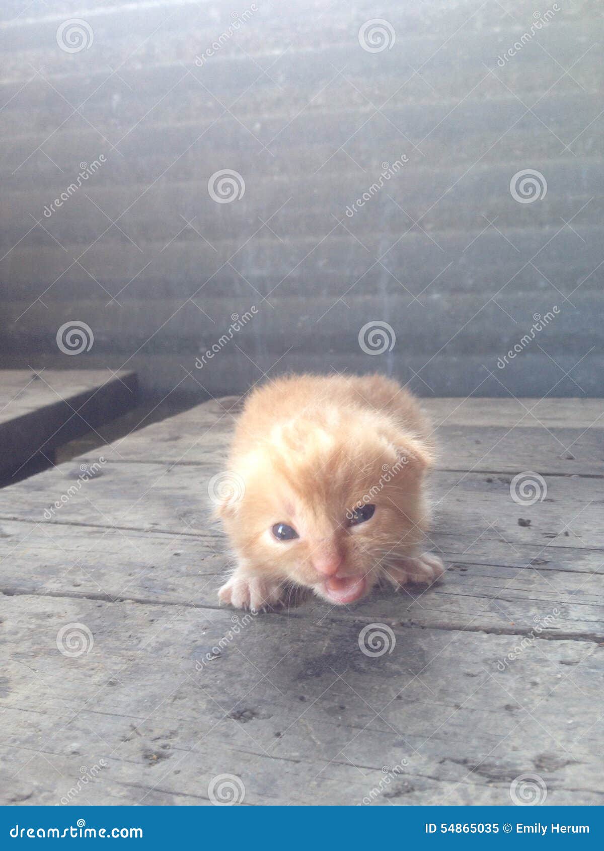 Grumpy orange kitten stock image. Image of orange, kitten - 54865035