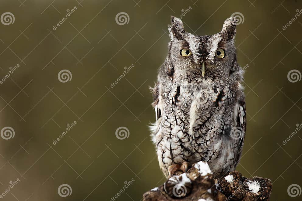 Grumpy Owl stock photo. Image of predator, outdoors, animals - 15842798