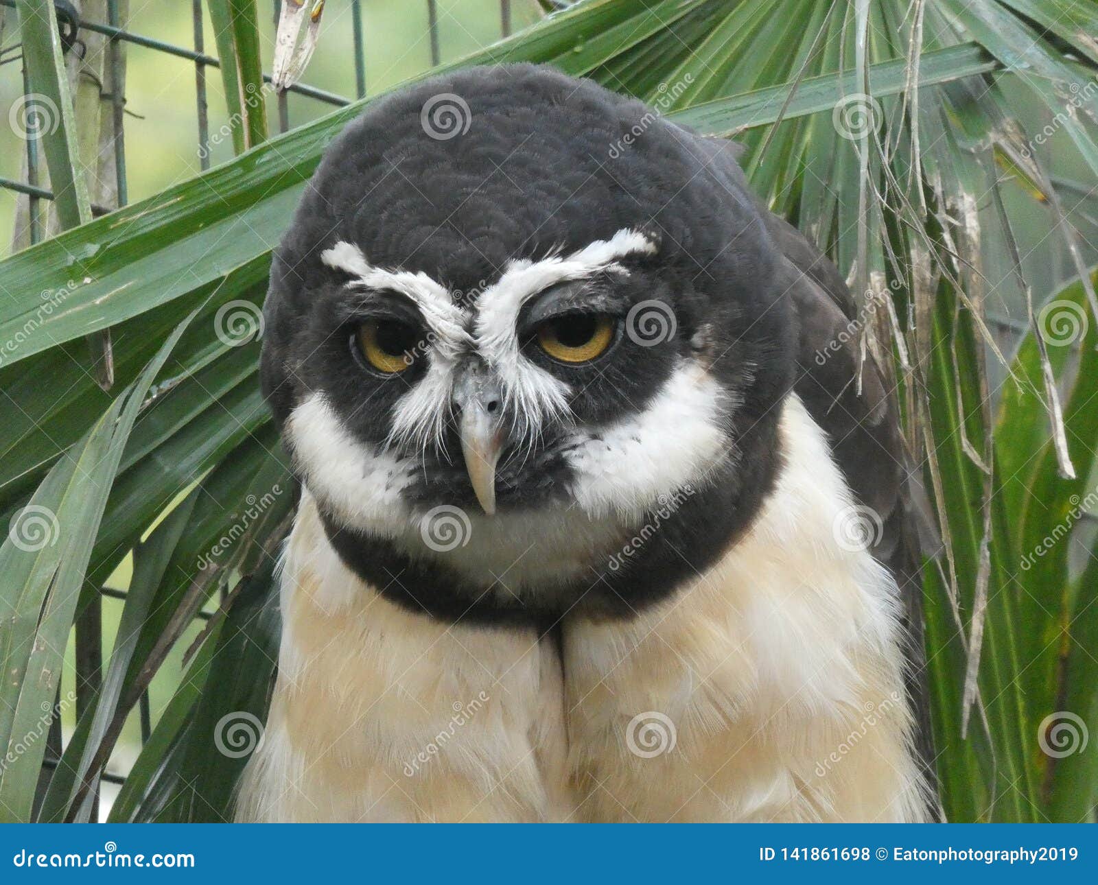 Grumpy Owl Waiting for His Next Meal Stock Photo - Image of ...