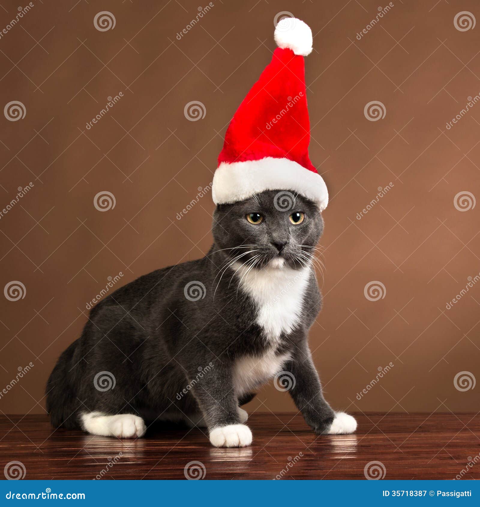 Grumpy Santa Cat stock image. Image of curious, domestic - 35718387