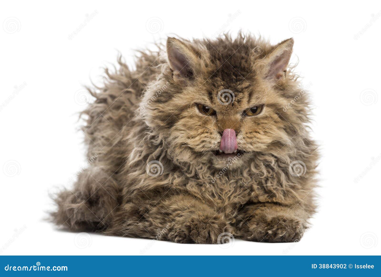 Grumpy Selkirk Rex Lying, Licking Its Lips Stock Photo - Image of mean ...