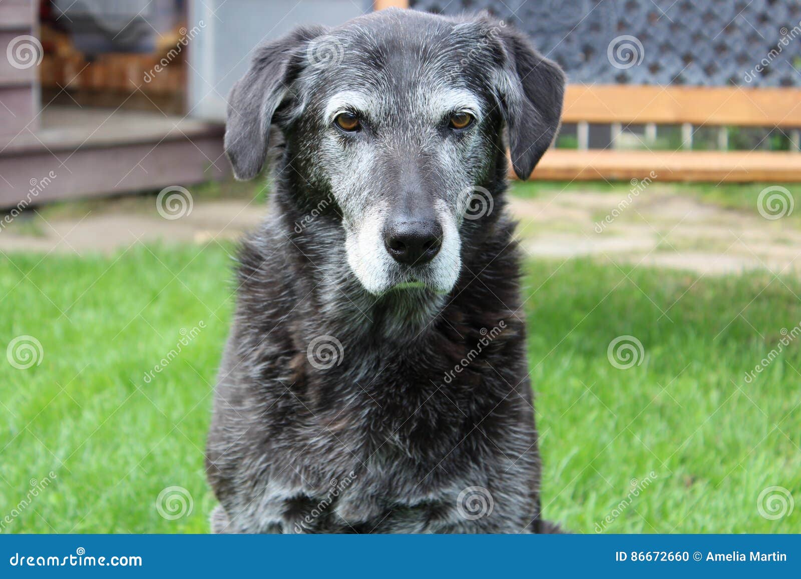 Grumpy Senior Dog in the Backyard Stock Photo - Image of labrador ...