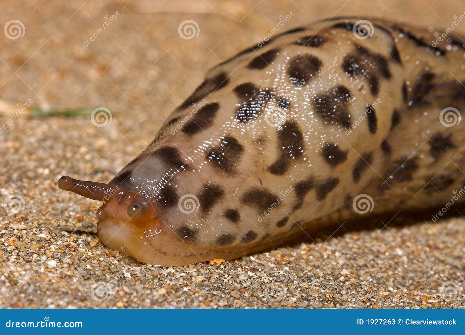 Grumpy the slug stock image. Image of sick, waiting, alone - 1927263
