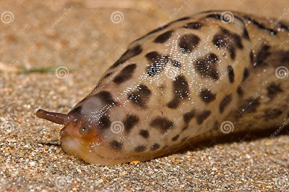 Grumpy the slug stock image. Image of sick, waiting, alone - 1927263