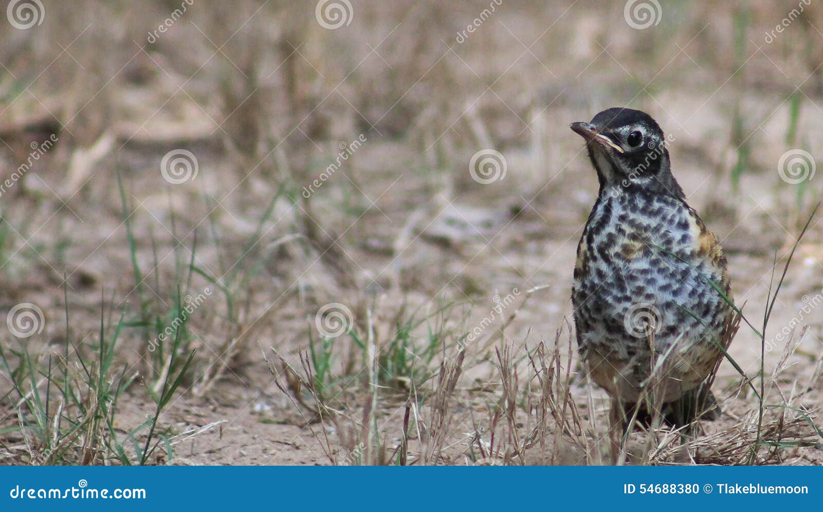 Grumpy Spotted Robin stock photo. Image of turdus, speckled - 54688380