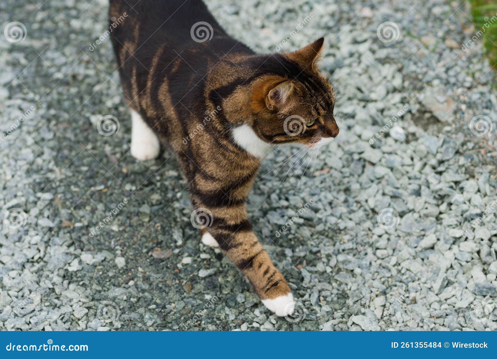 Grumpy Tabby Cat Walking on Street Stock Photo - Image of tabby, street ...