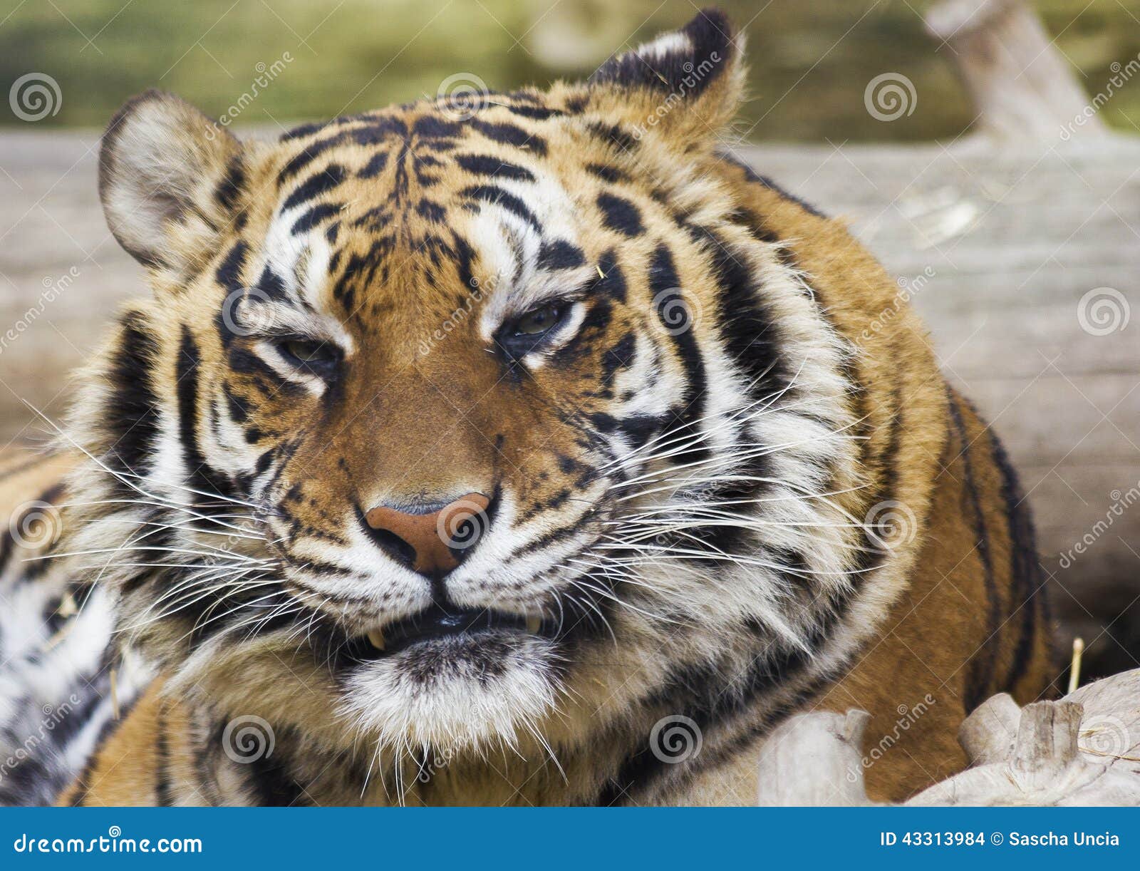 Grumpy Tiger stock photo. Image of face, puma, tails - 43313984