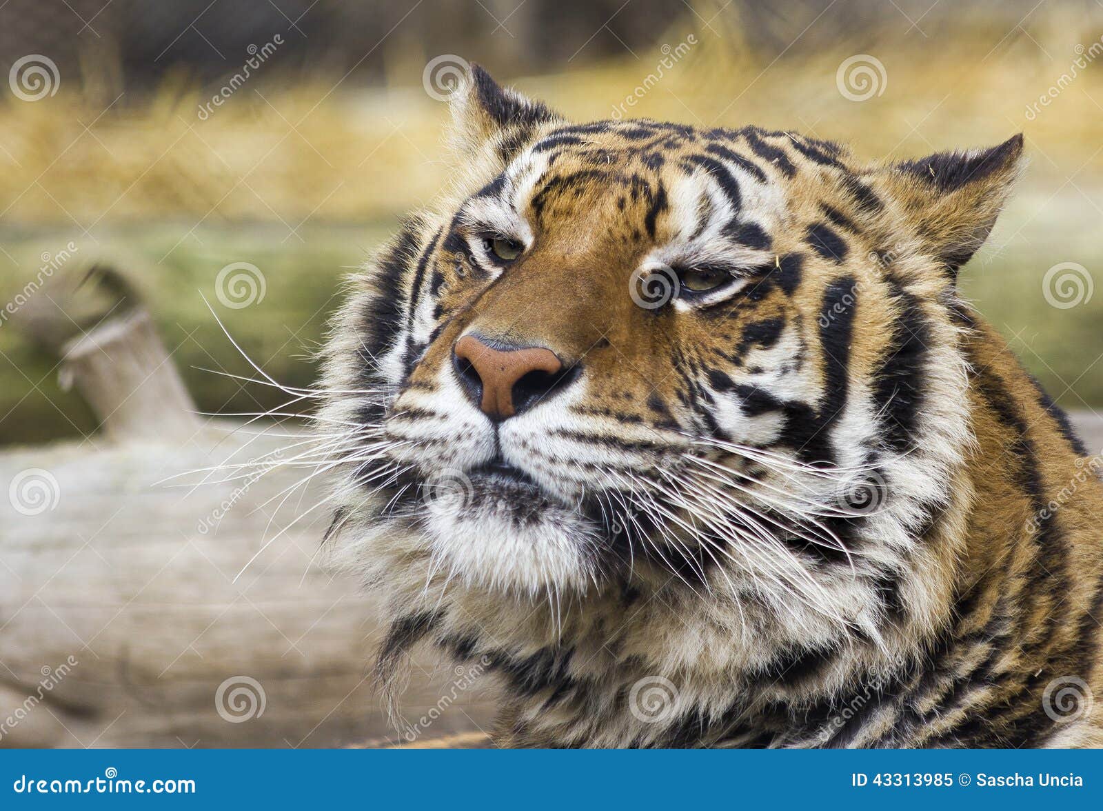 Grumpy Tiger stock image. Image of grumpy, tails, face - 43313985