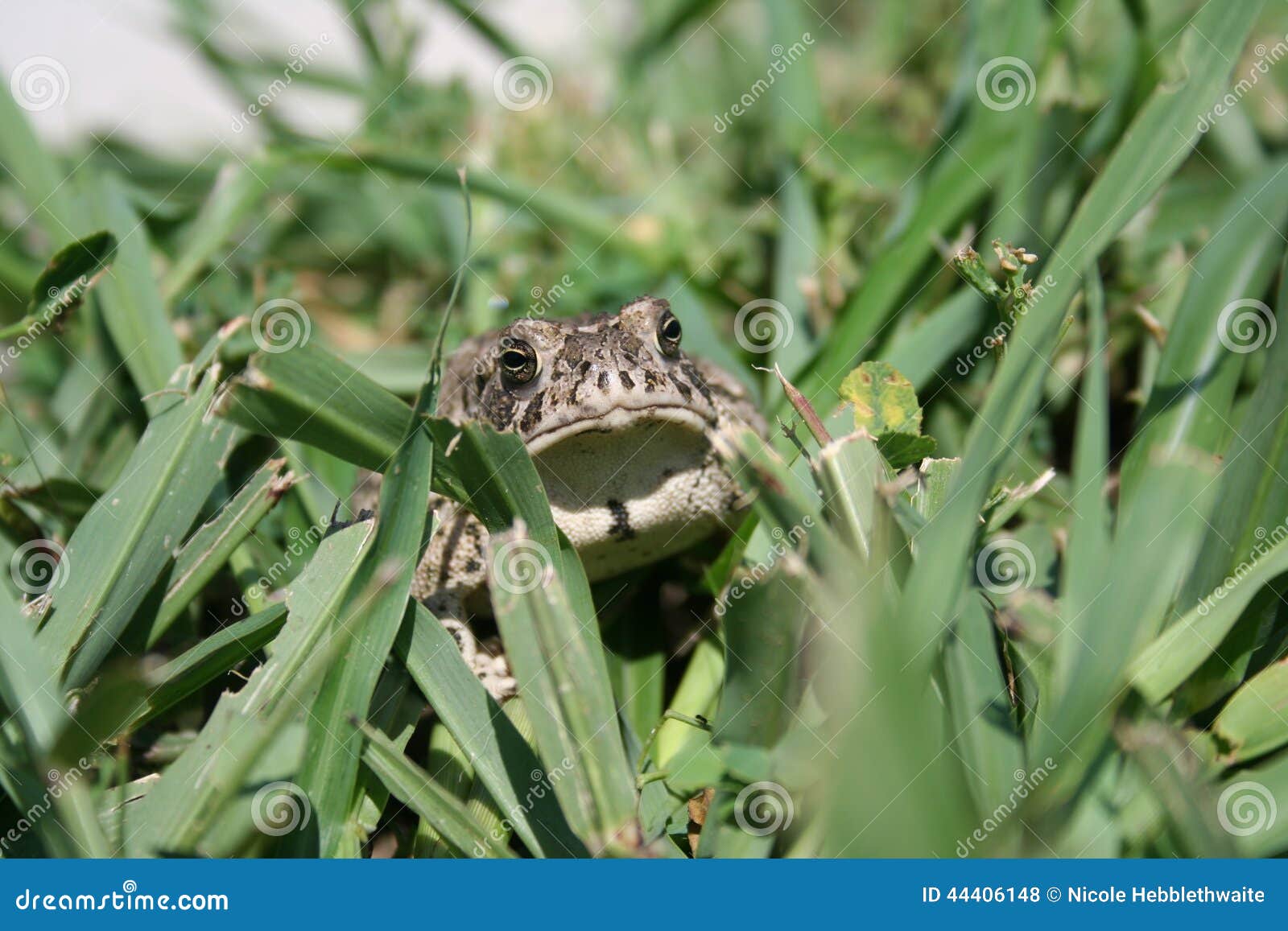 Grumpy toad stock photo. Image of grumpy, outdoors, animal - 44406148