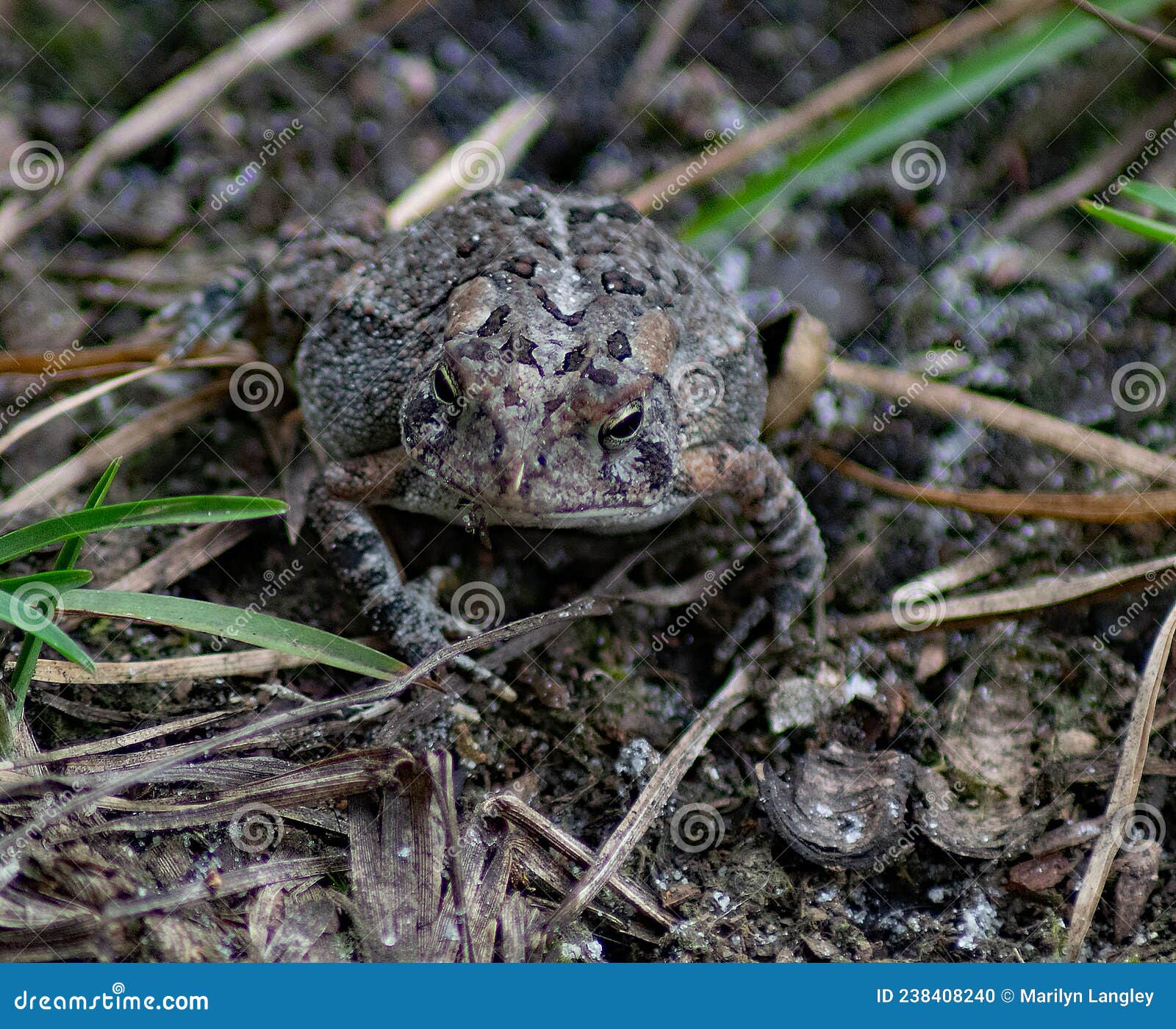 Grumpy Toad stock photo. Image of north, invertebrate - 238408240