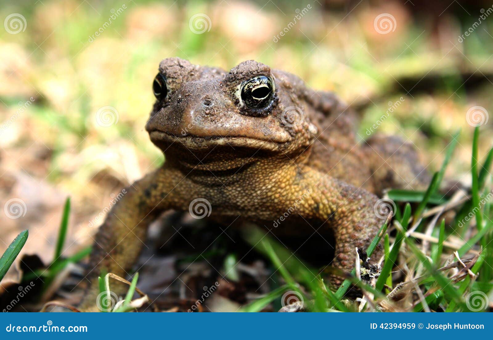 Grumpy Toad stock image. Image of amphibian, grumpy, toad - 42394959