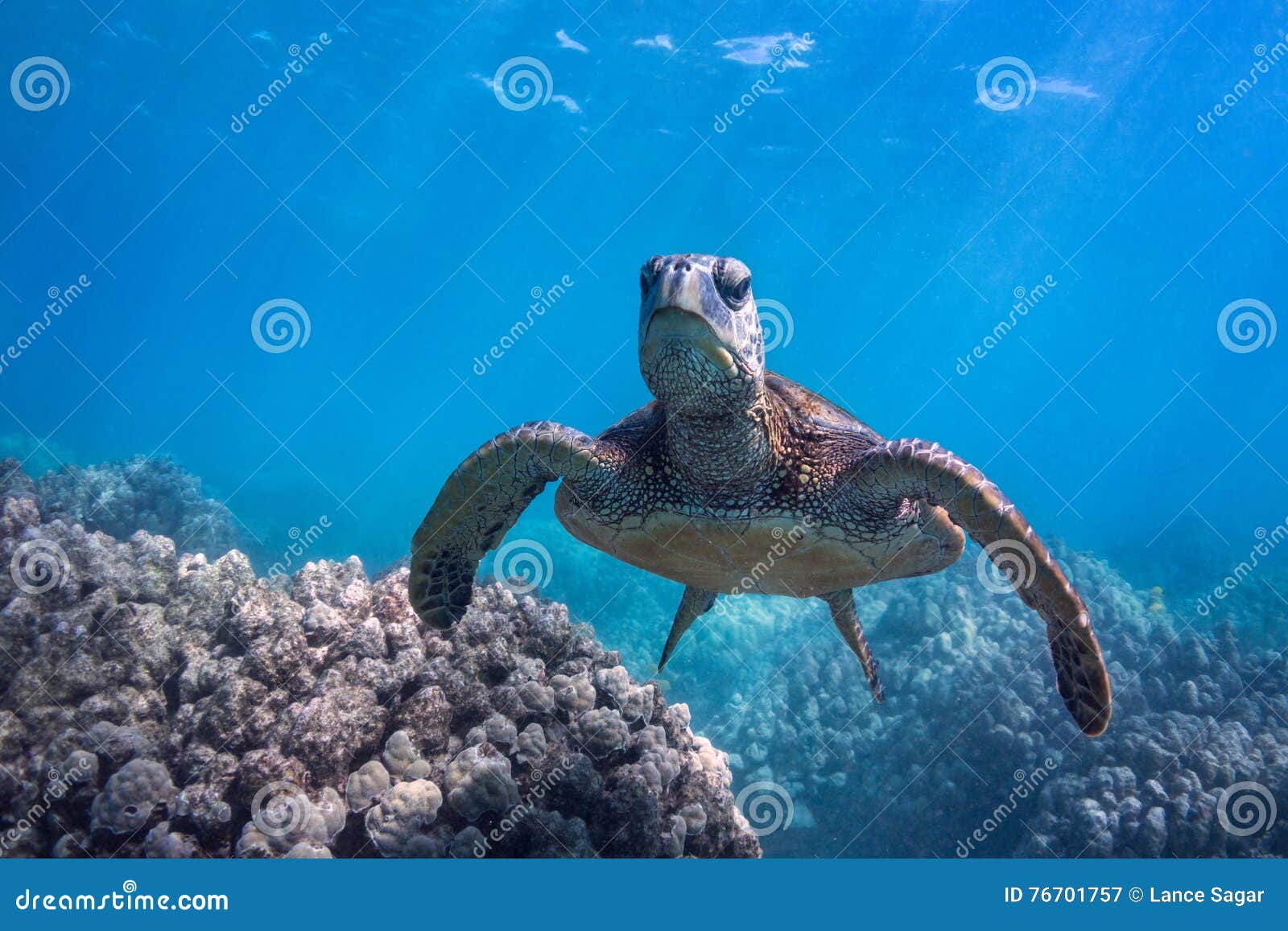 Grumpy Turtle stock image. Image of hawaii, wild, apnea - 76701757