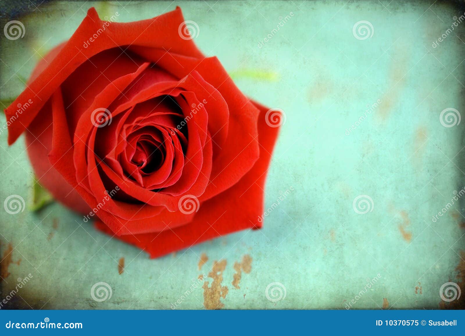 Grunge aged textured rose stock image. Image of vintage - 10370575