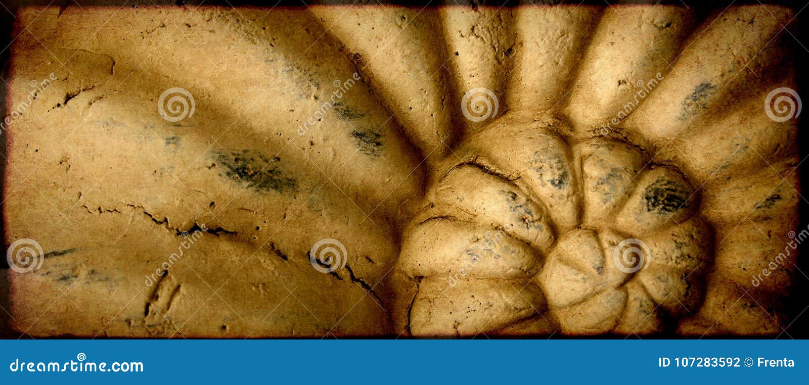 Grunge Background with Paper Texture and Ammonite Shell Stock Photo ...